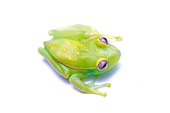 Glass Tree Frogs 5 Pack | Chameleon Cans