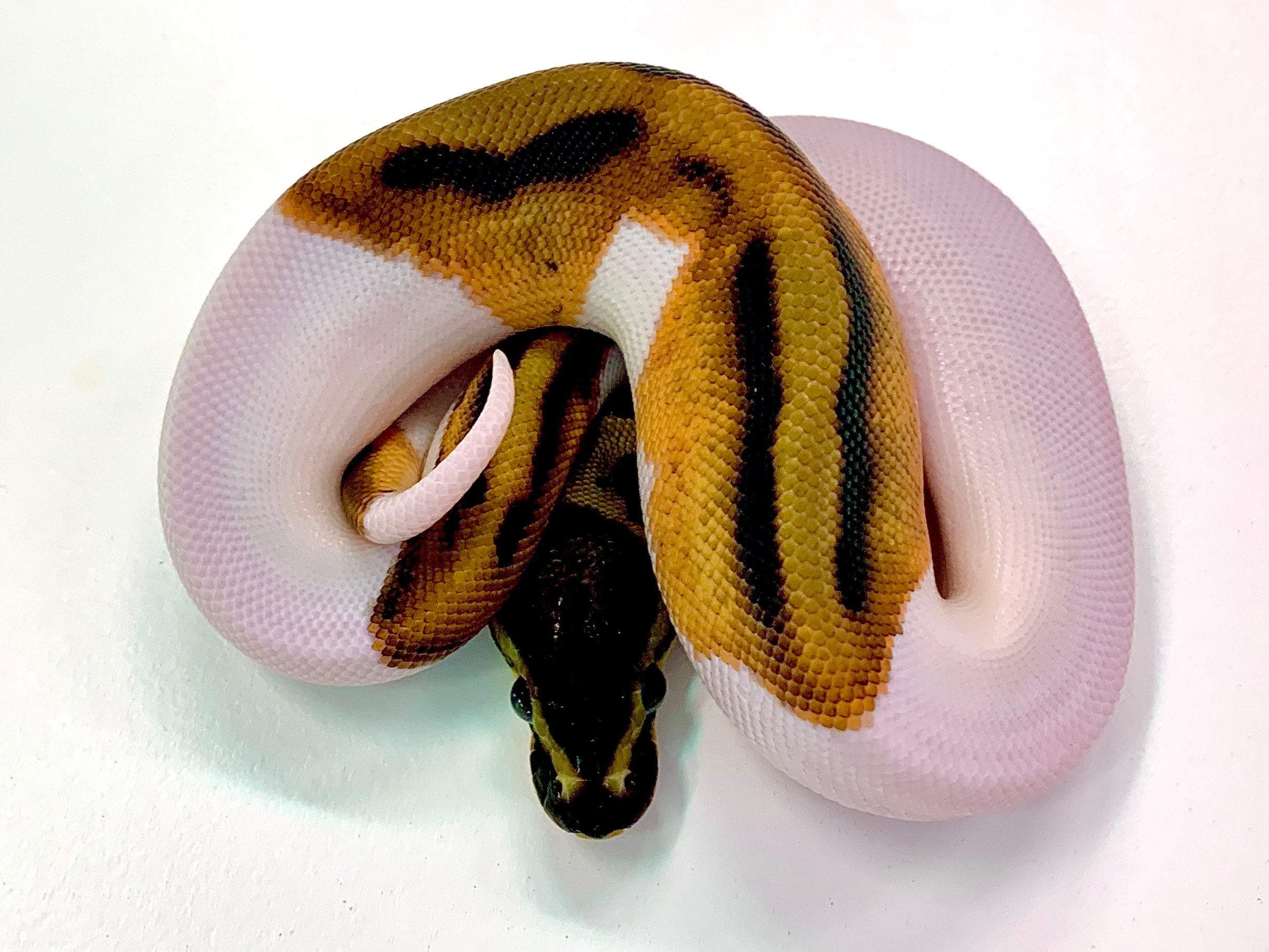2022 Pied Ball Python | Chameleon Cans